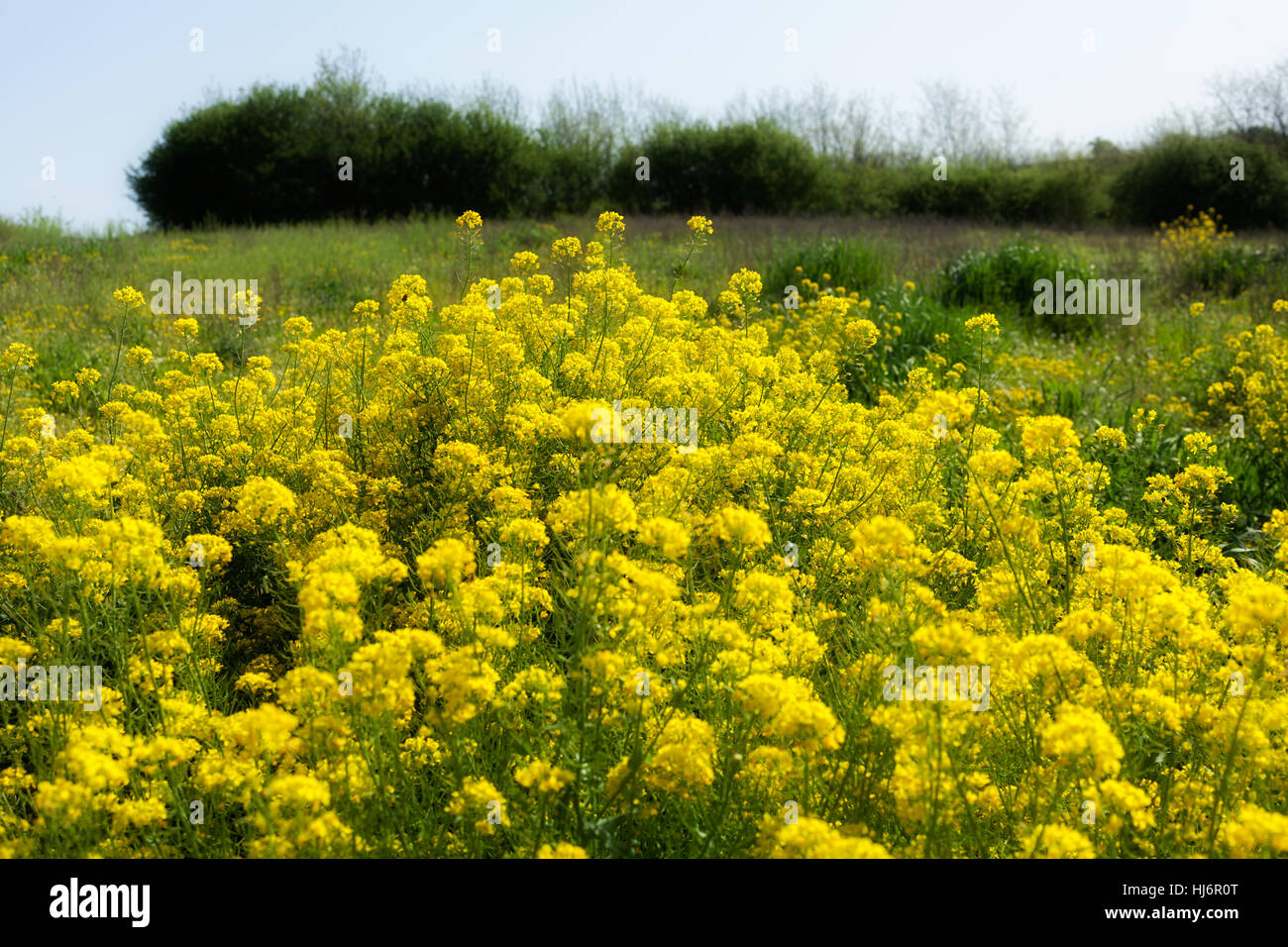 yellow meadow flowers near the forest, note shallow depth of field ...