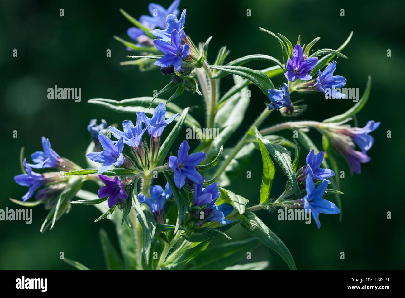 stems with lots of beautiful blue flowers on the green background, note ...