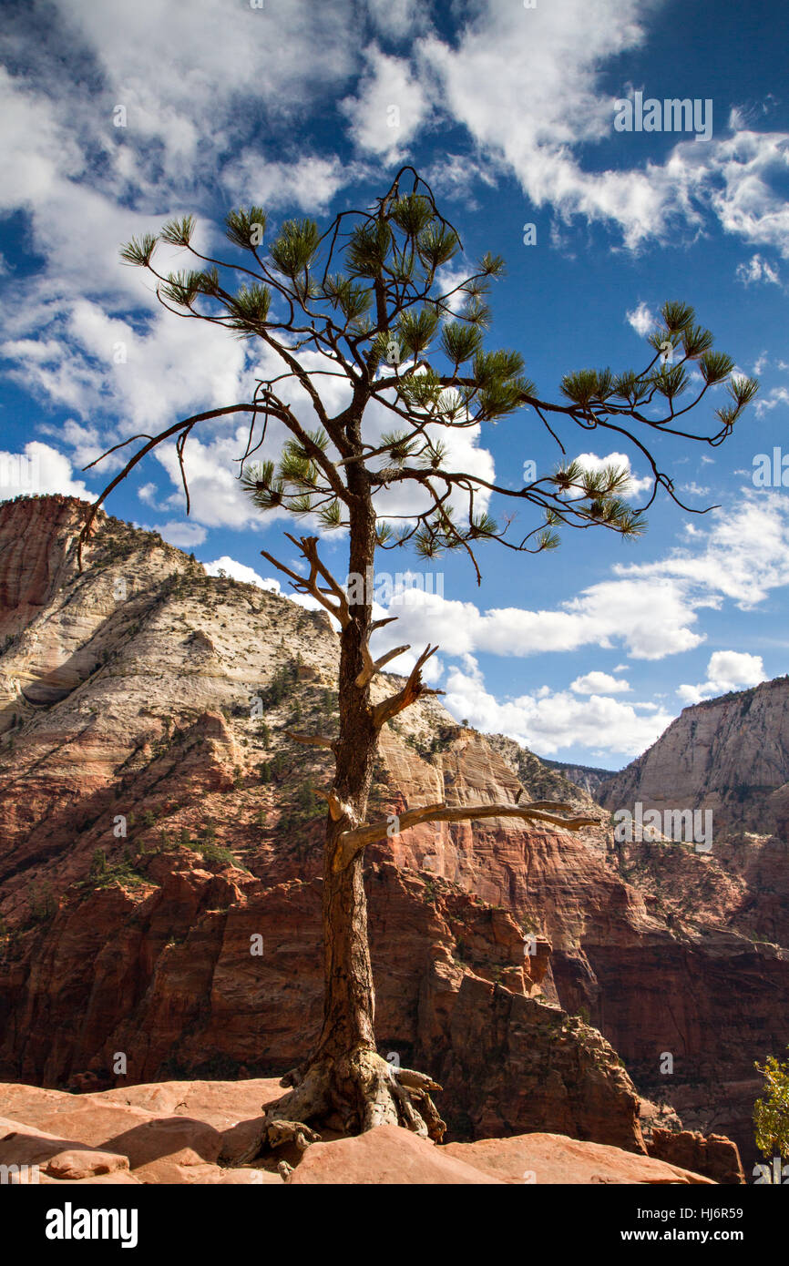 tree, national park, usa, america, Canyon, rim, felly, tree, national ...