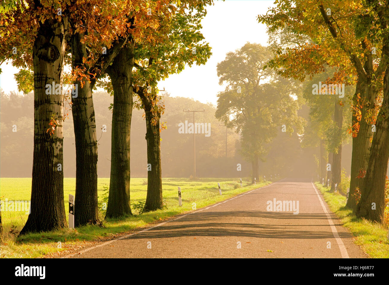 avenue in autumn - avenue in fall 20 Stock Photo - Alamy