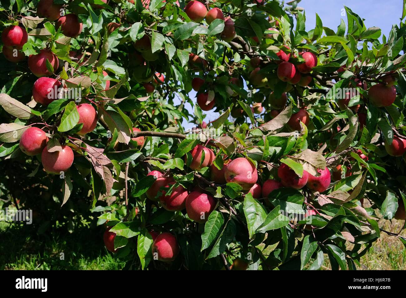 apple on the tree - apple on tree 145 Stock Photo - Alamy