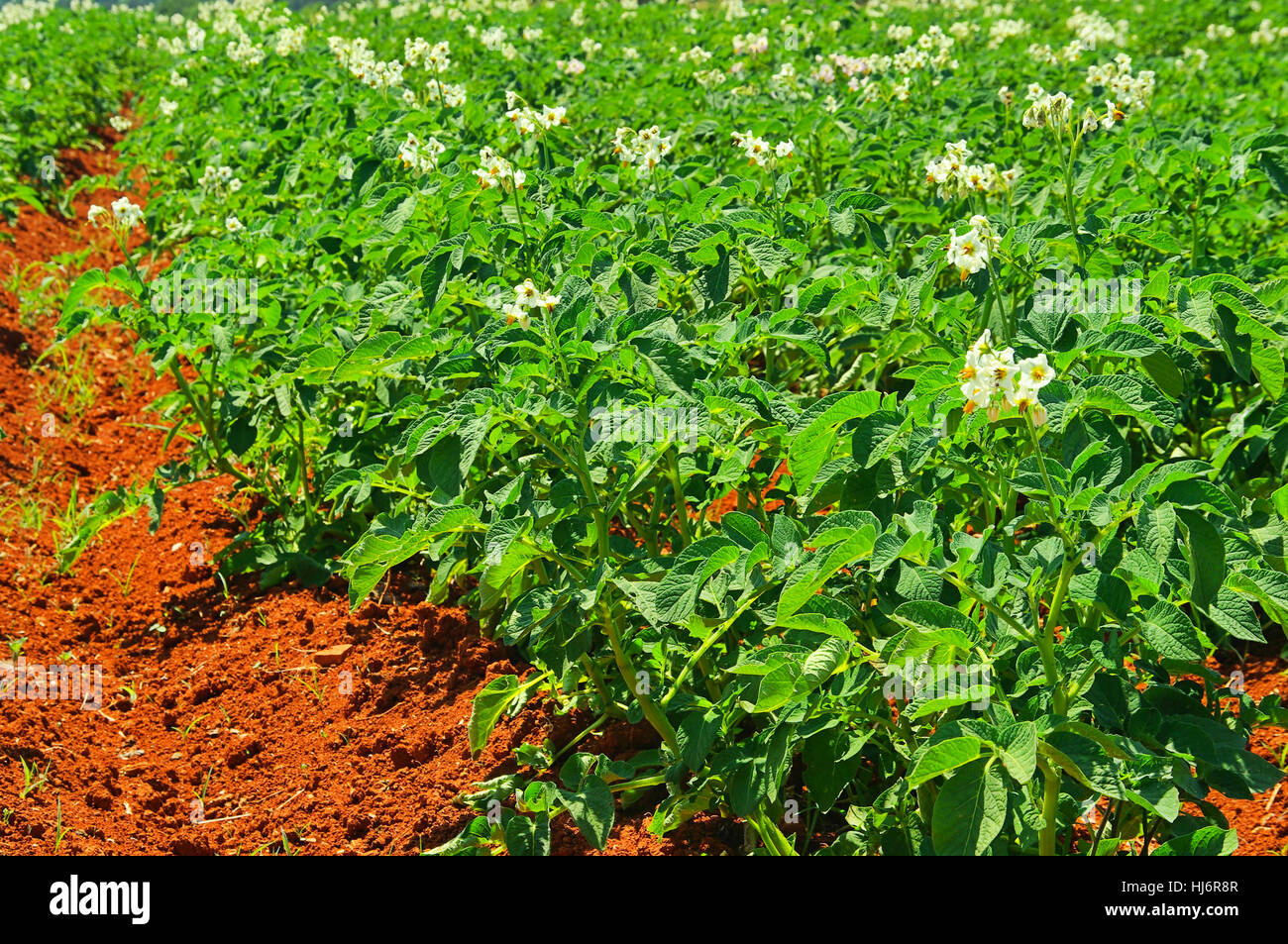 potato field - potato field 04 Stock Photo - Alamy