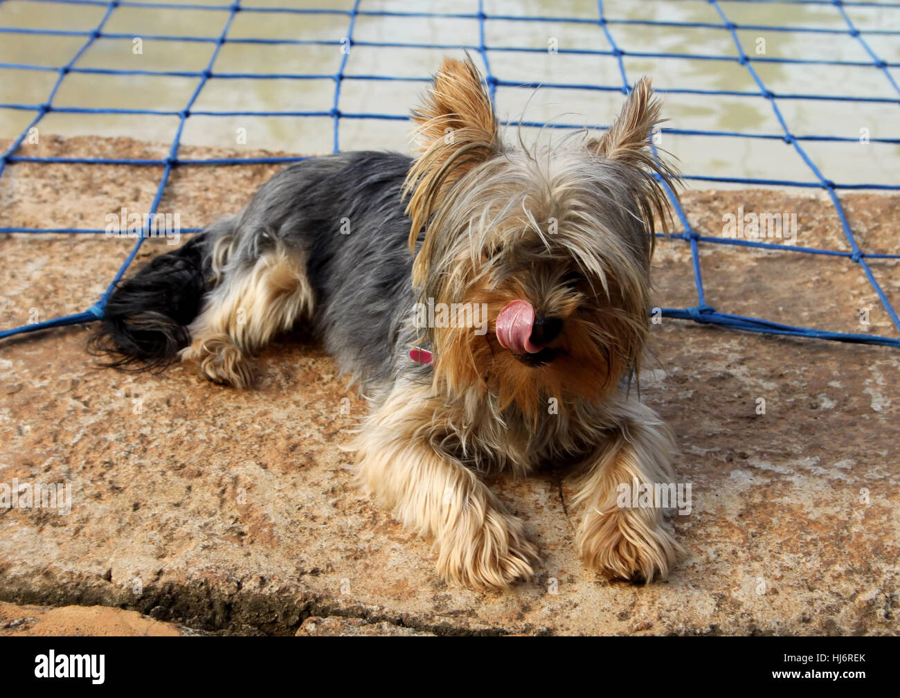small, tiny, little, short, dog, miniature, terrier, breed, blue, house ...