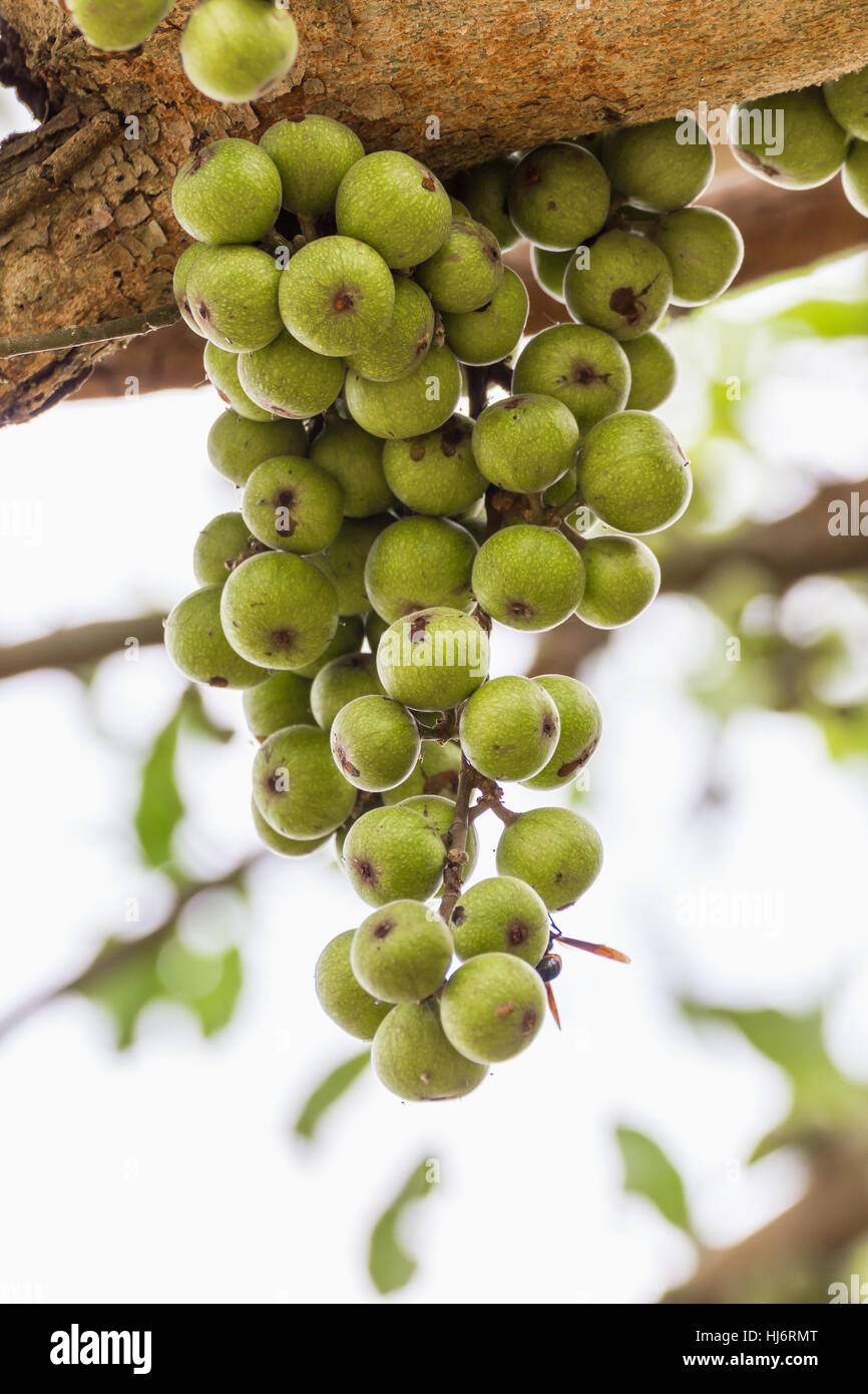 food, aliment, leaf, health, closeup, tree, garden, agriculture ...