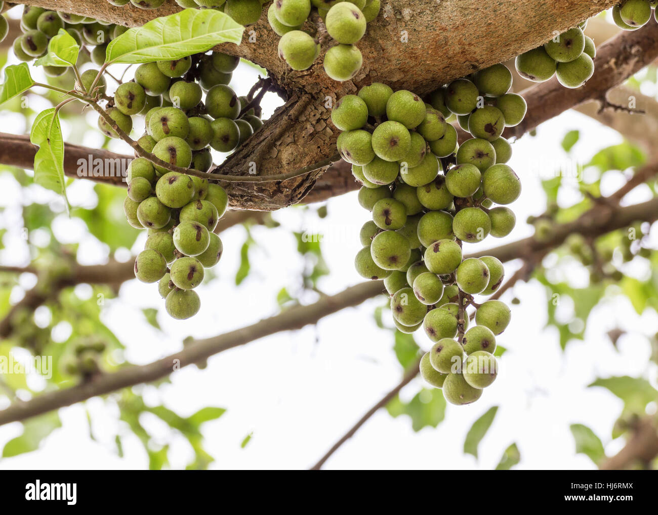 food, aliment, leaf, health, closeup, tree, garden, agriculture ...