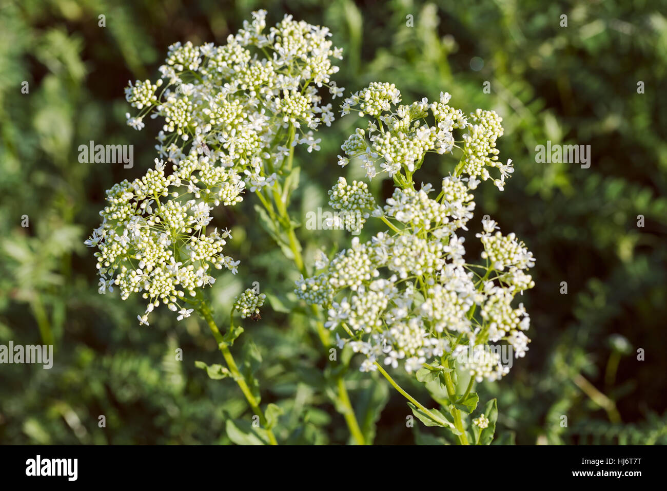 high plants with small white flowers in the field, note shallow depth ...