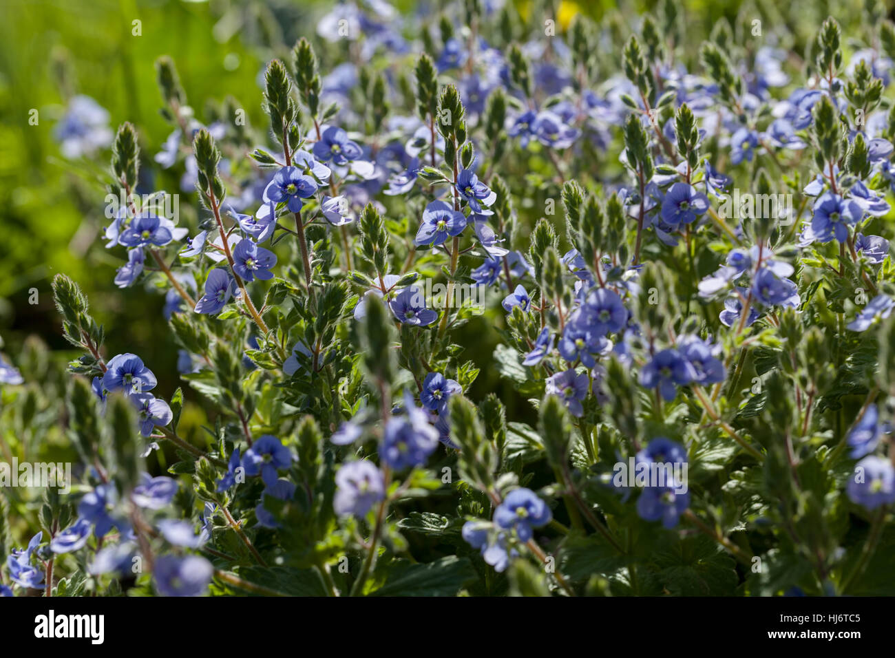 stems with lots of beautiful blue flowers on the green background, note ...