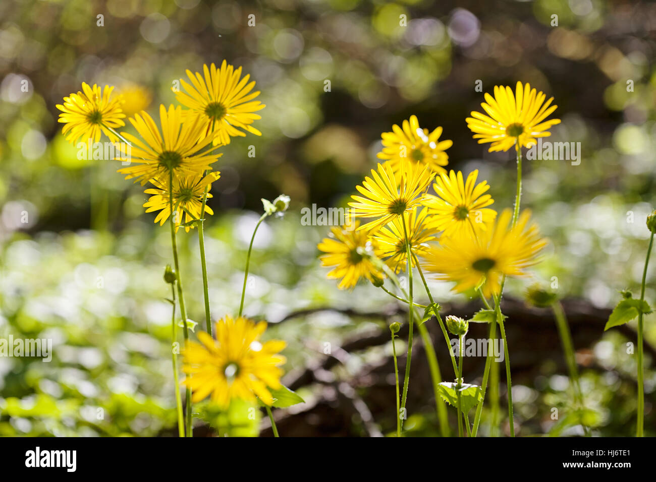 yellow meadow flowers in nature, note shallow depth of field Stock ...