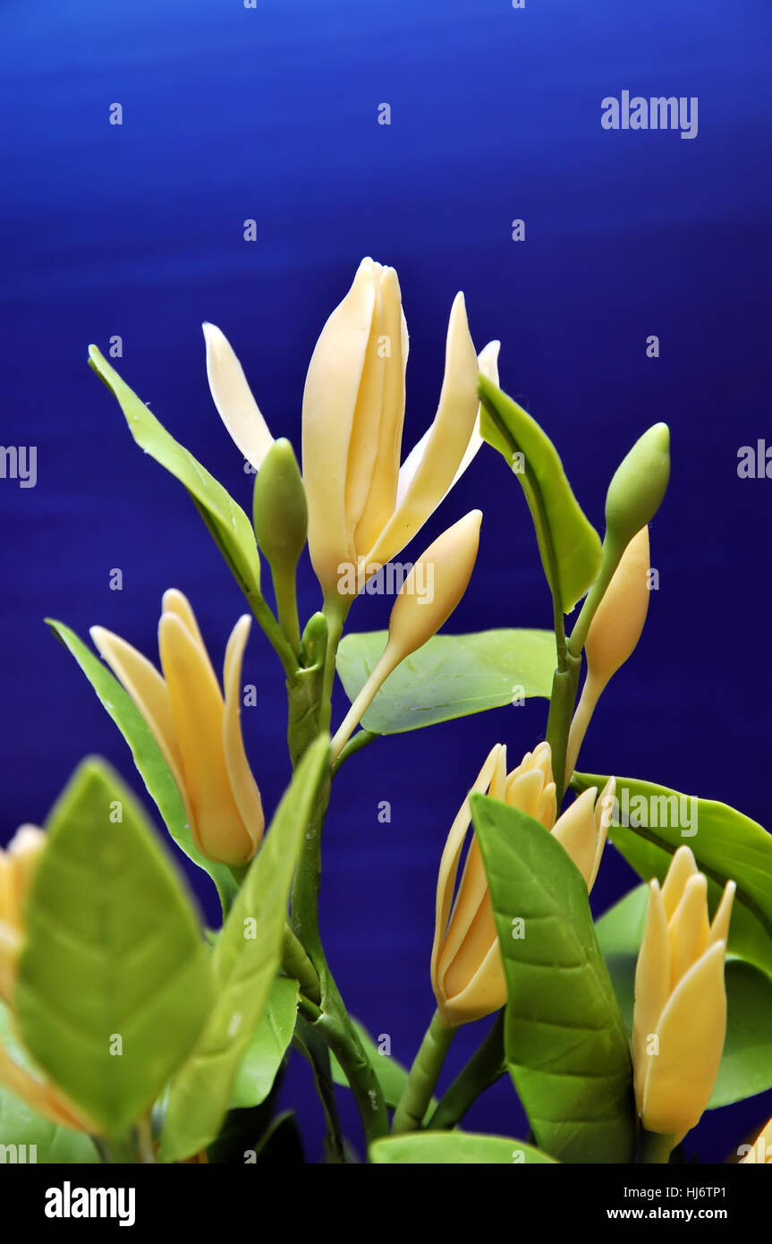 travel, religion, religious, temple, culture, isolated, closeup, flower ...