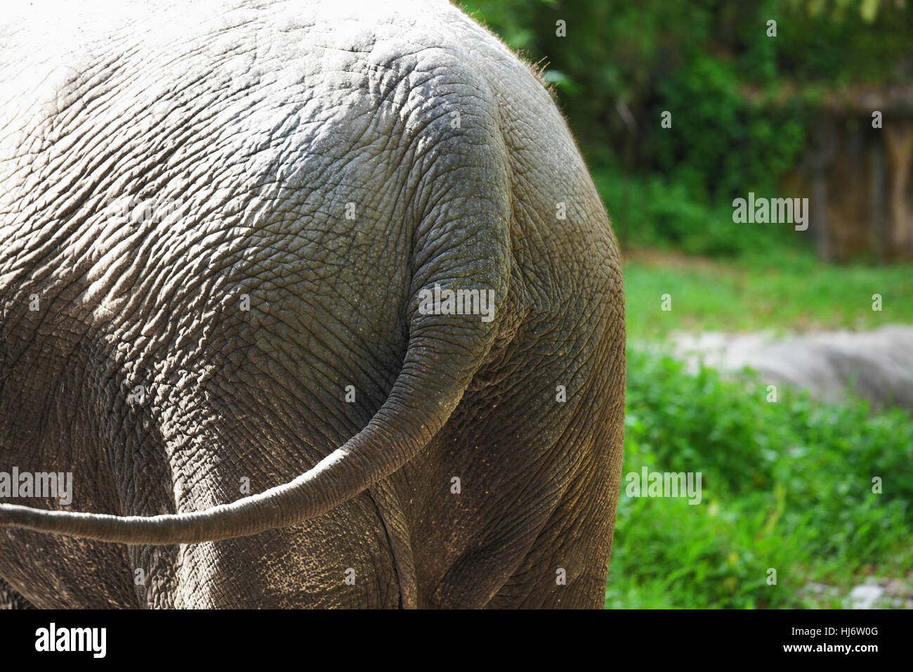 close, detail, big, large, enormous, extreme, powerful, imposing ...