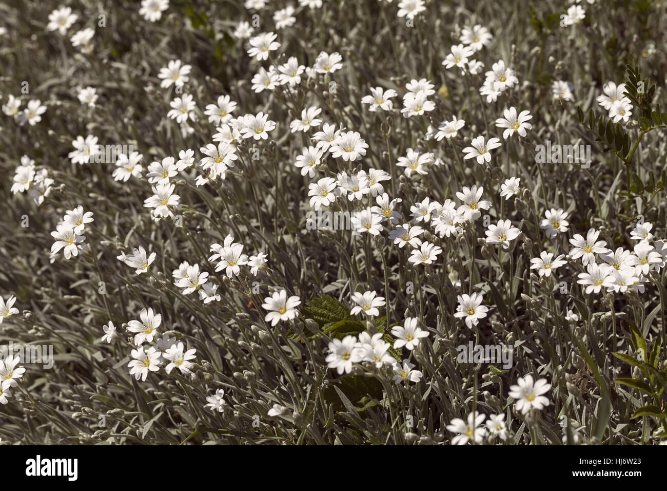 kinds of white small flowers in the meadow, note shallow depth of field ...
