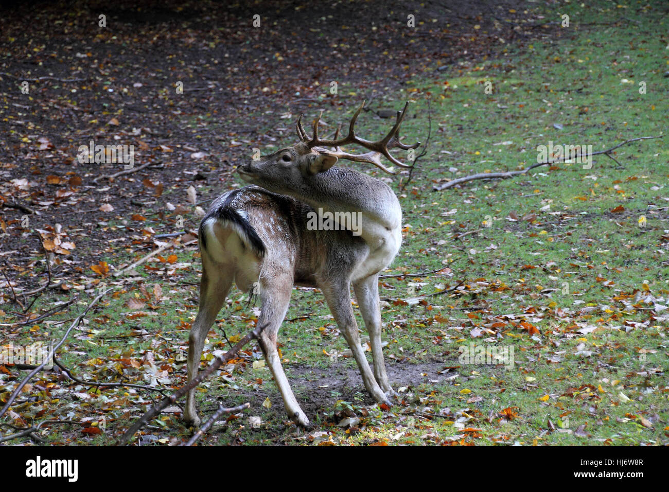 male fallow deer Stock Photo - Alamy