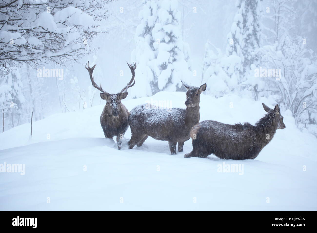 Red deer cow cervus elaphus and calf hi-res stock photography and ...