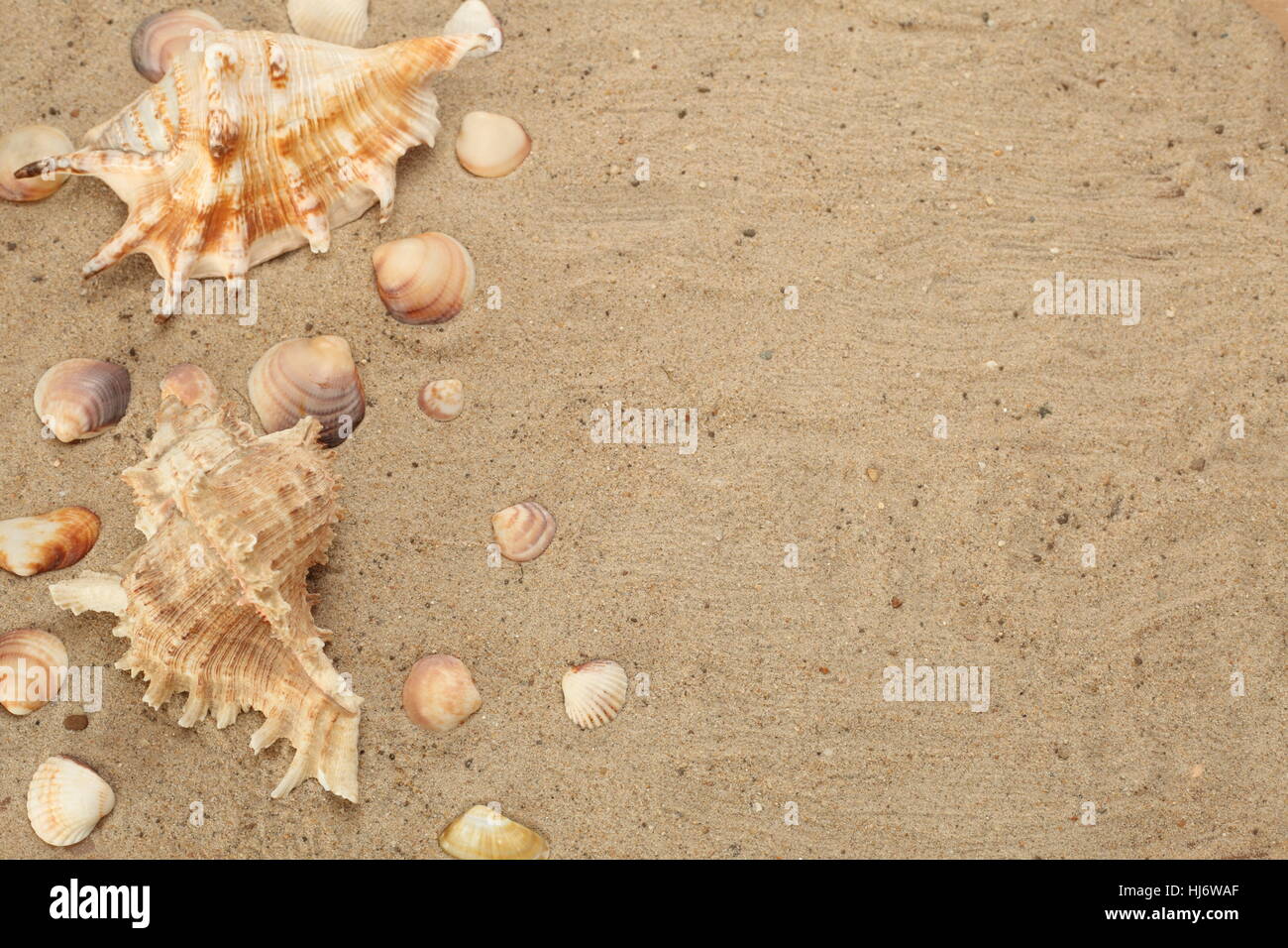 shells in the sand Stock Photo - Alamy