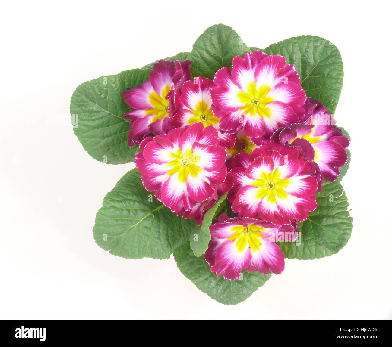 Primula vulgarishybride hi-res stock photography and images - Alamy