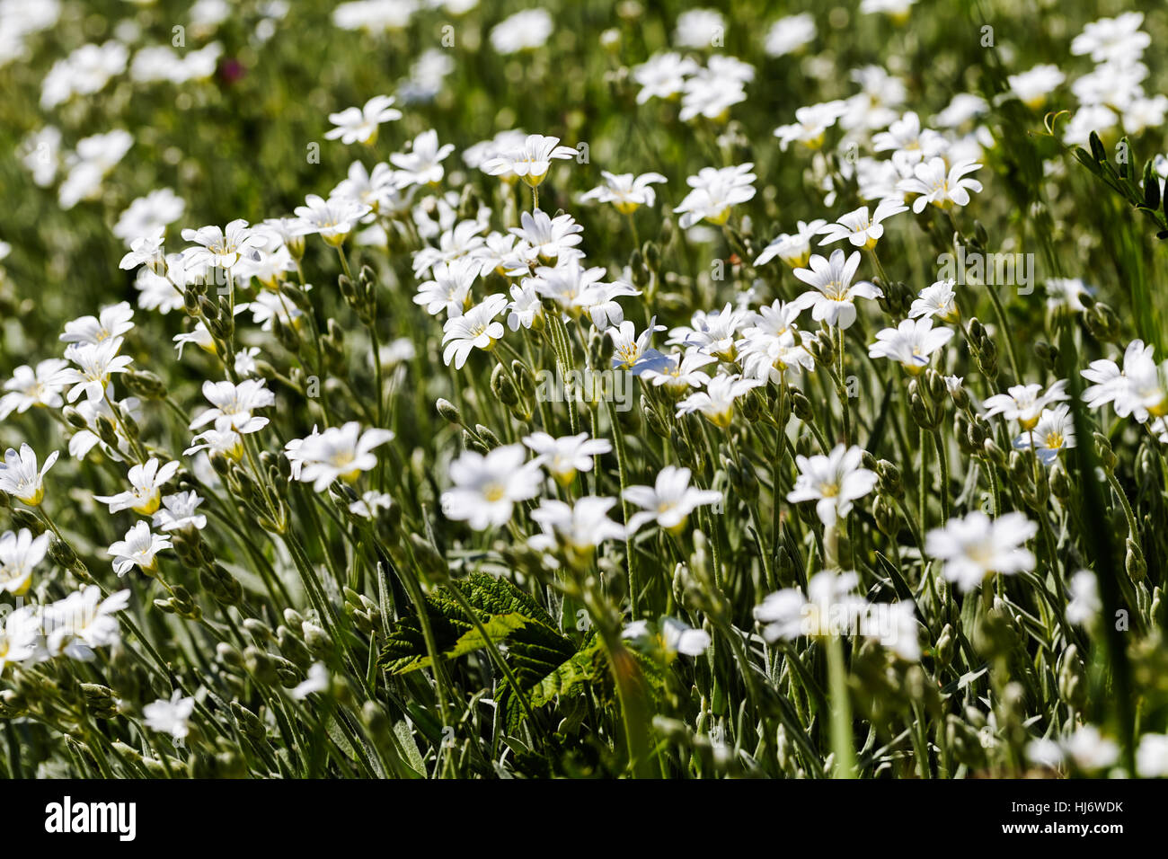 kinds of white small flowers in the meadow, note shallow depth of field ...