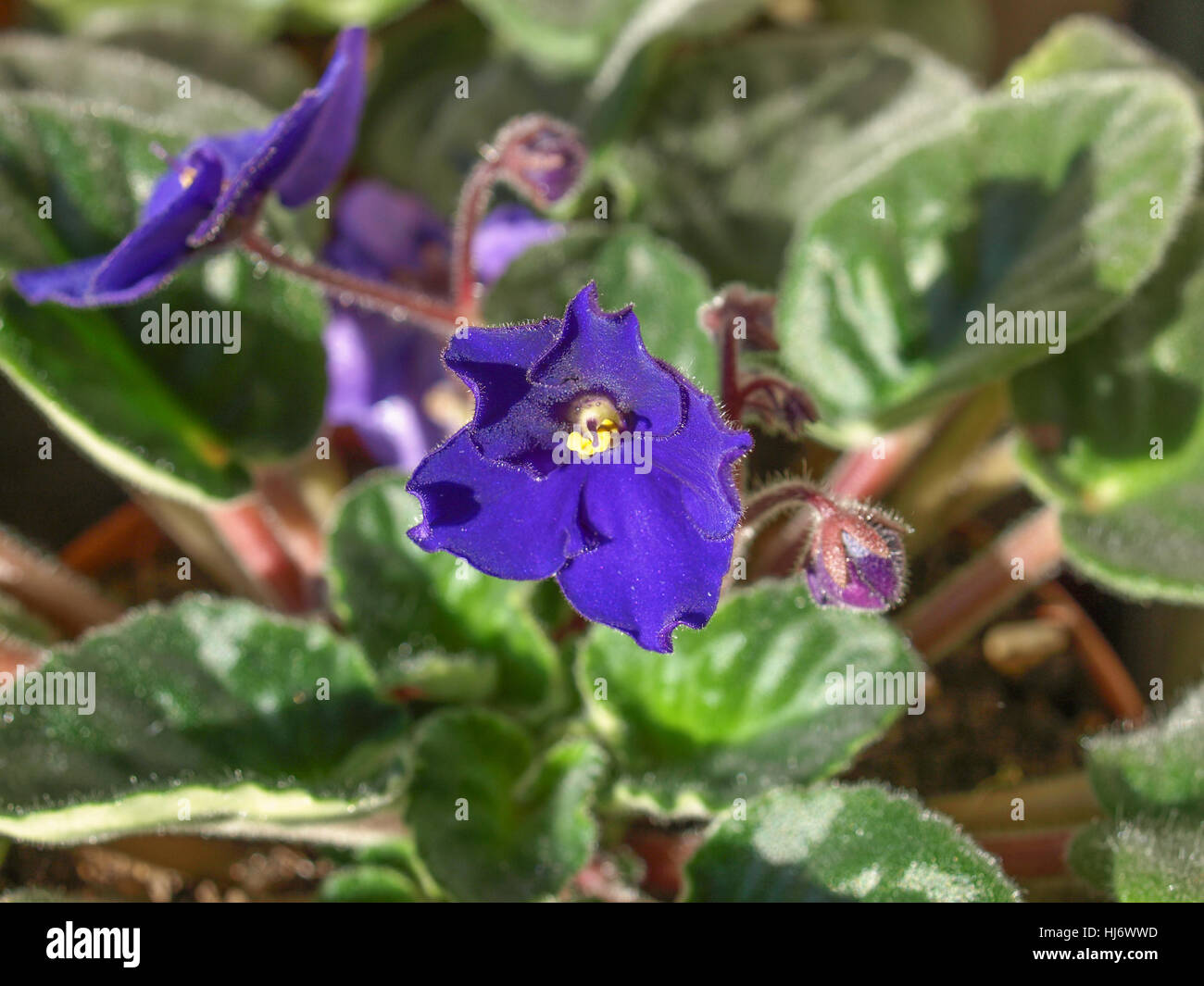 detail, flower, plant, violet, vegetation, floral, nature, viola ...