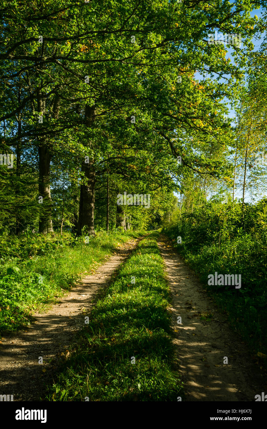 Small countryside road in oak tree alley Stock Photo - Alamy