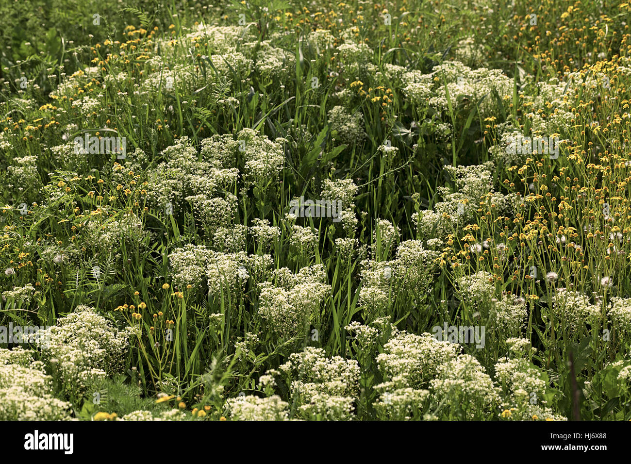 high plants with small white flowers in the field, note shallow depth ...