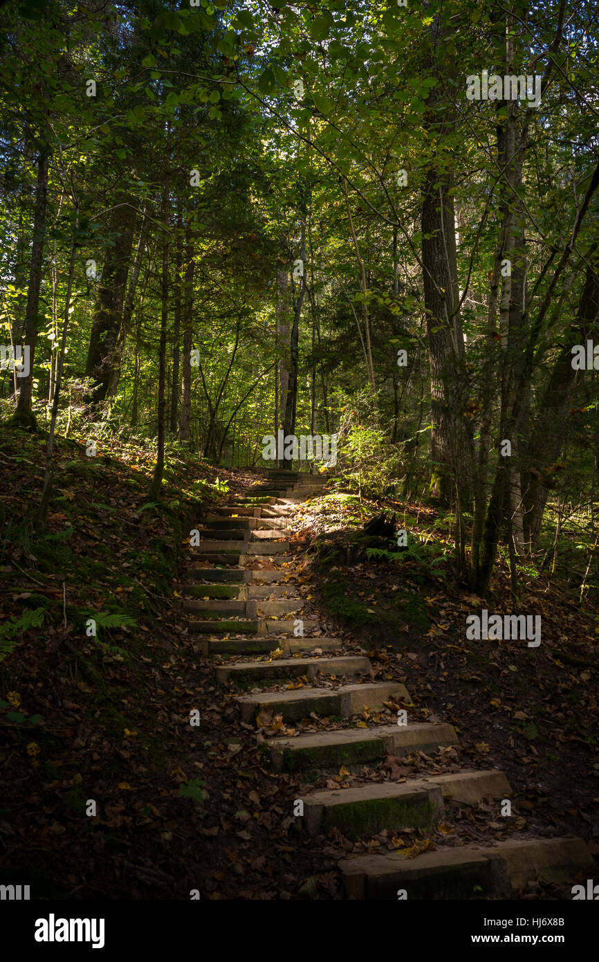 Walking path going through the forest, subtle sunlight Stock Photo - Alamy