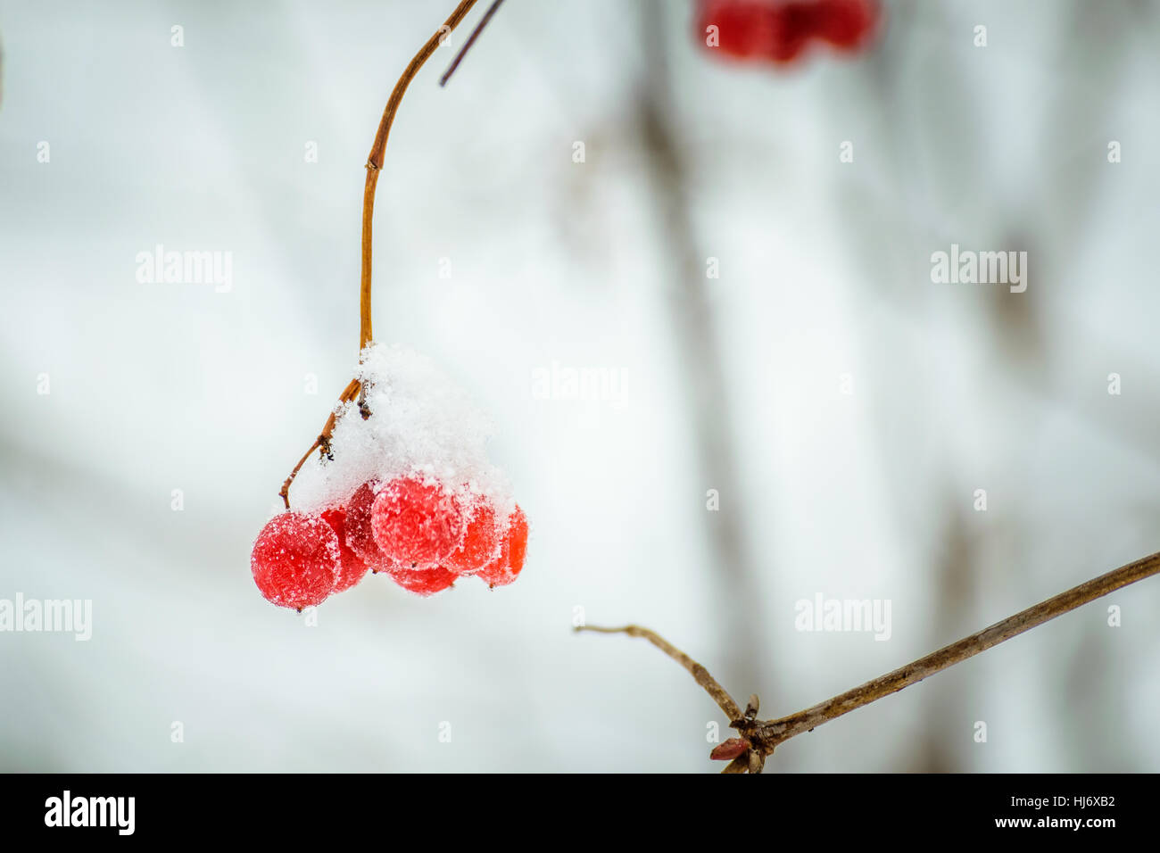 Frost and Snow Covered Red Berries in Winter Stock Photo - Alamy