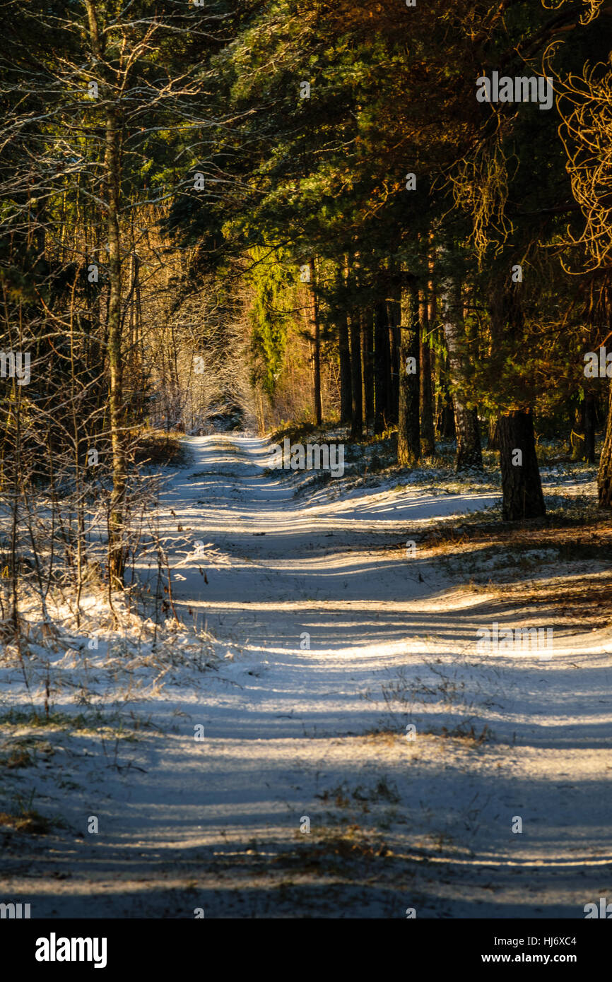 Forest Road Casted With Shadows Landscape Photograph Stock Photo - Alamy