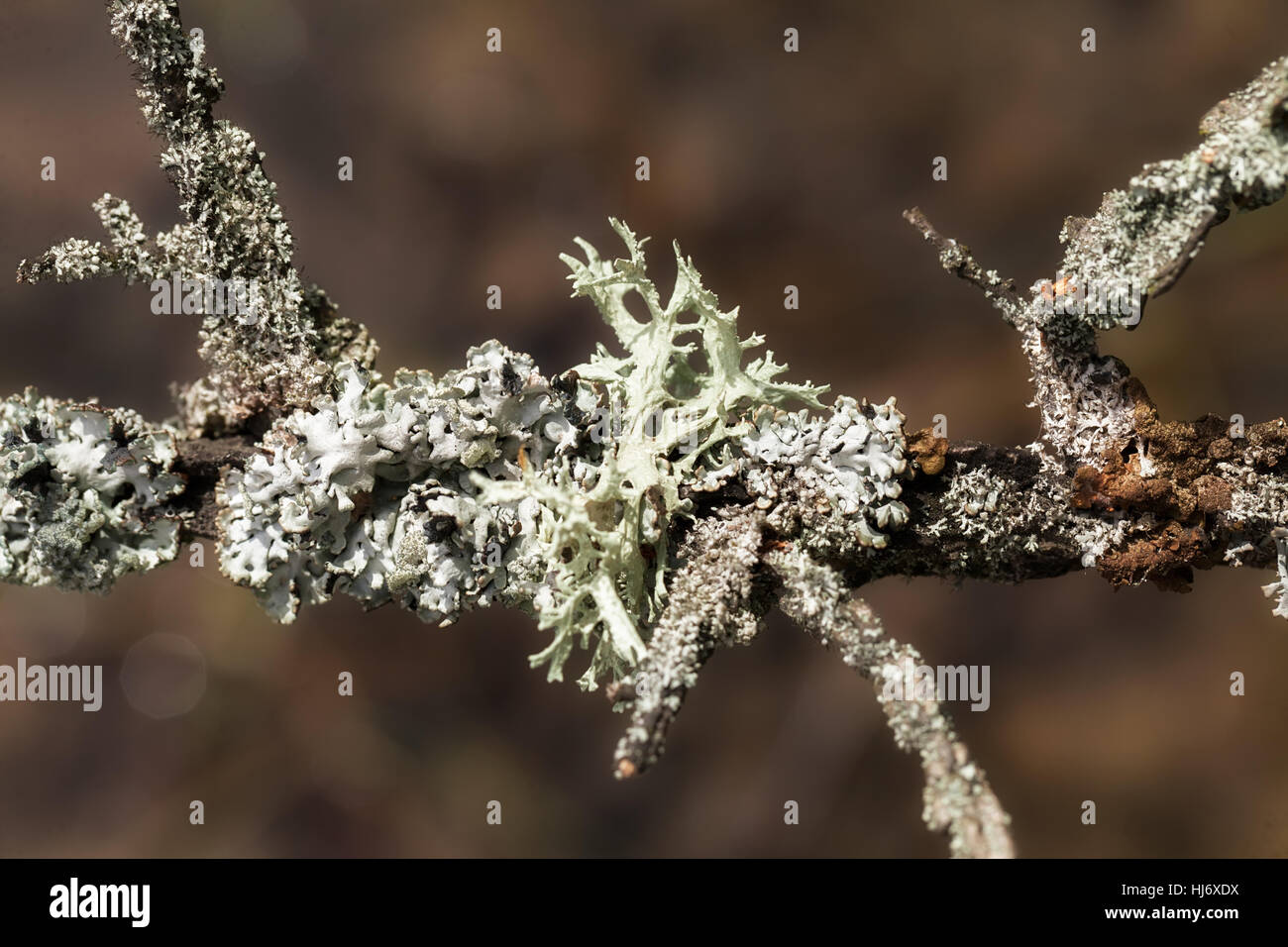 gray algae and lichen on a branch in nature, note shallow depth of ...