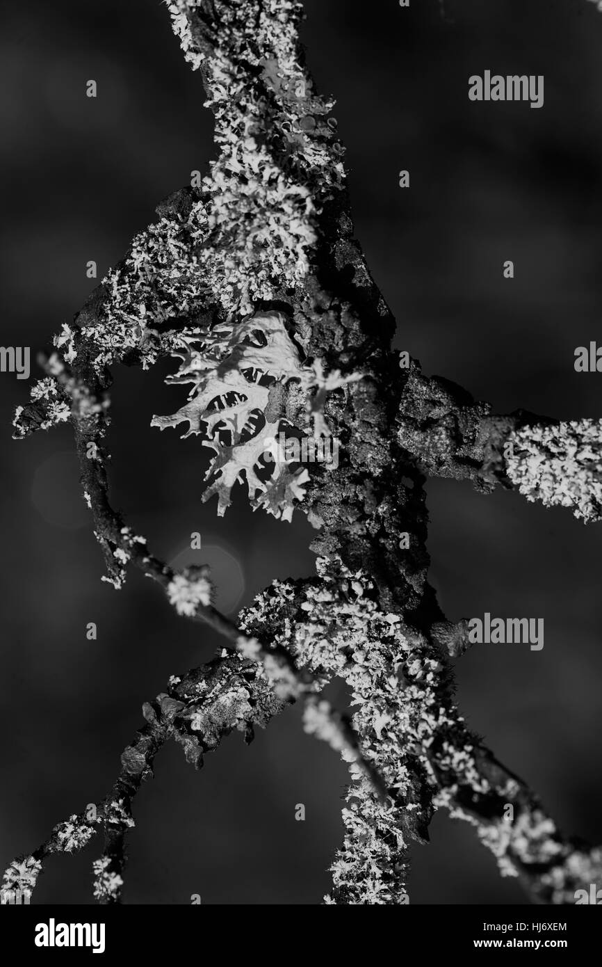 Symbiotic algae Black and White Stock Photos & Images - Alamy