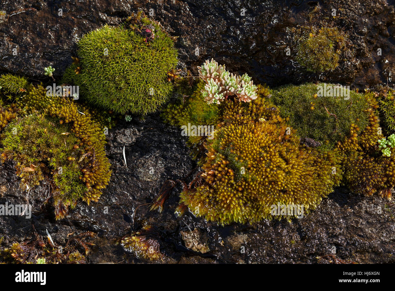 lichen and moss on the rock in nature, note shallow depth of field ...