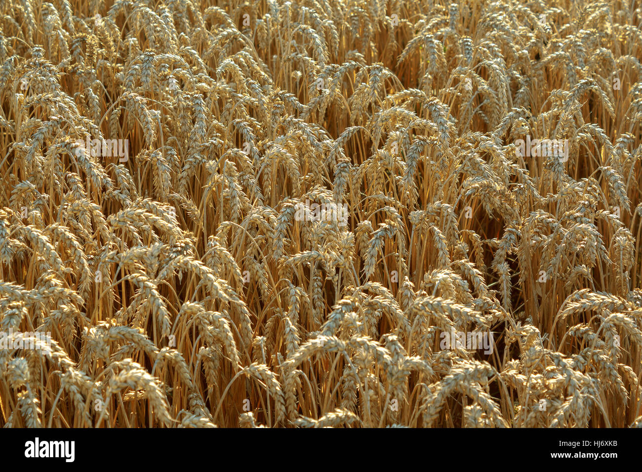 agriculture, farming, field, wheat, harvesting, rural, peasant, food ...