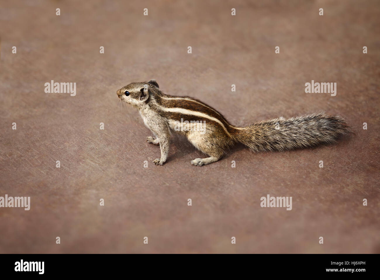 life, exist, existence, living, lives, live, animal, fauna, nature ...