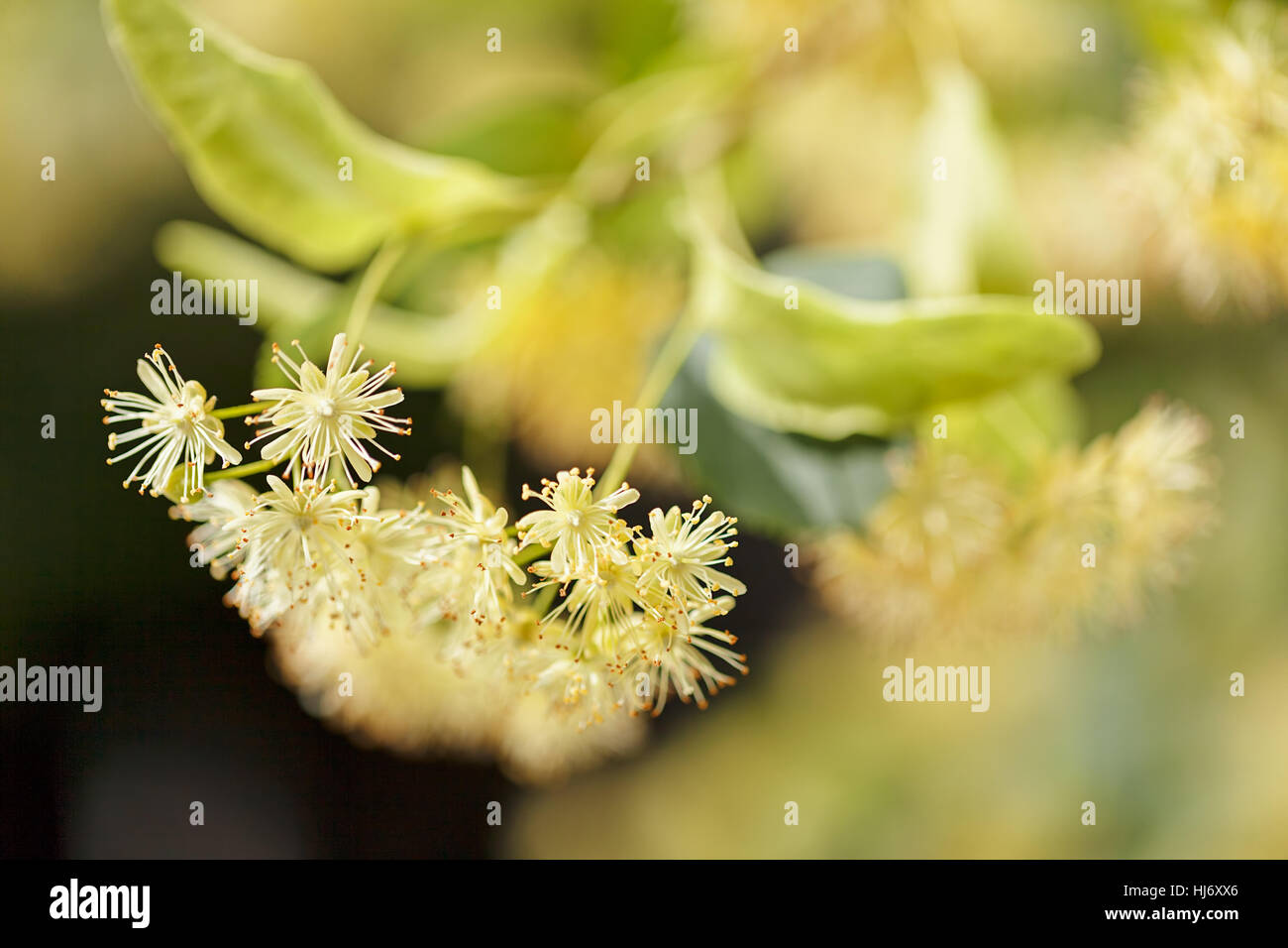 linden flower on the dim background, note shallow depth of field Stock ...