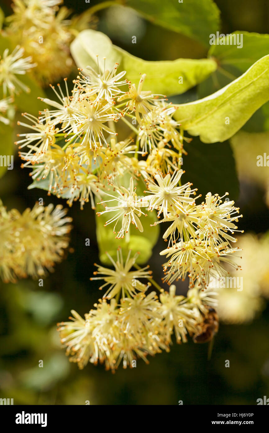 linden flower on the dim background, note shallow depth of field Stock ...