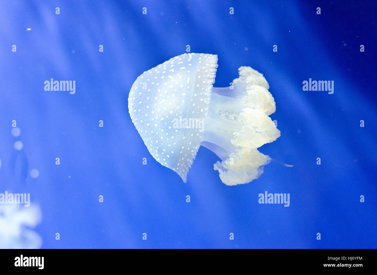 blue, underwater, biology, navy, marine, salt water, sea, ocean, water ...