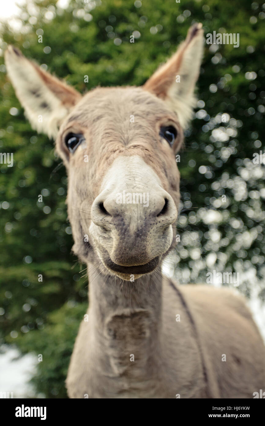 small gray donkey Stock Photo - Alamy