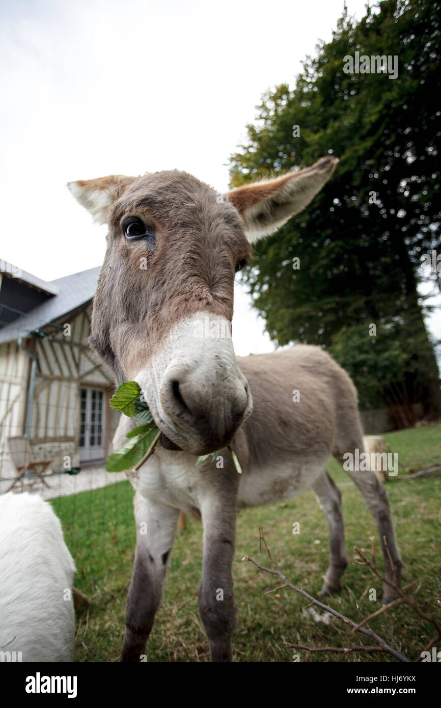 house, building, dwarf, donkey, funny, grey, gray, blue, house ...