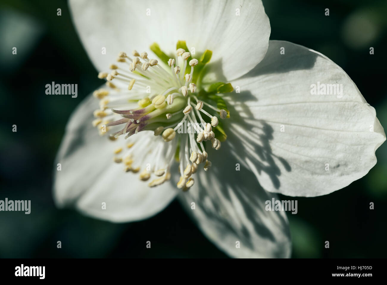 open white flower with small yellow stamens, note shallow depth of ...