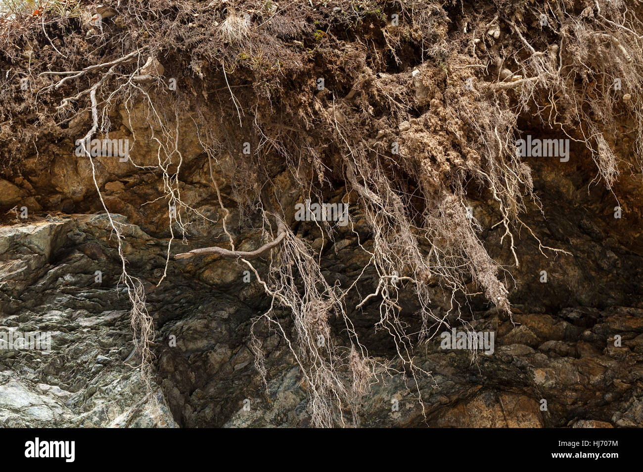 Tree Roots In The Mudslides Ground Note Shallow Depth Of Field Stock