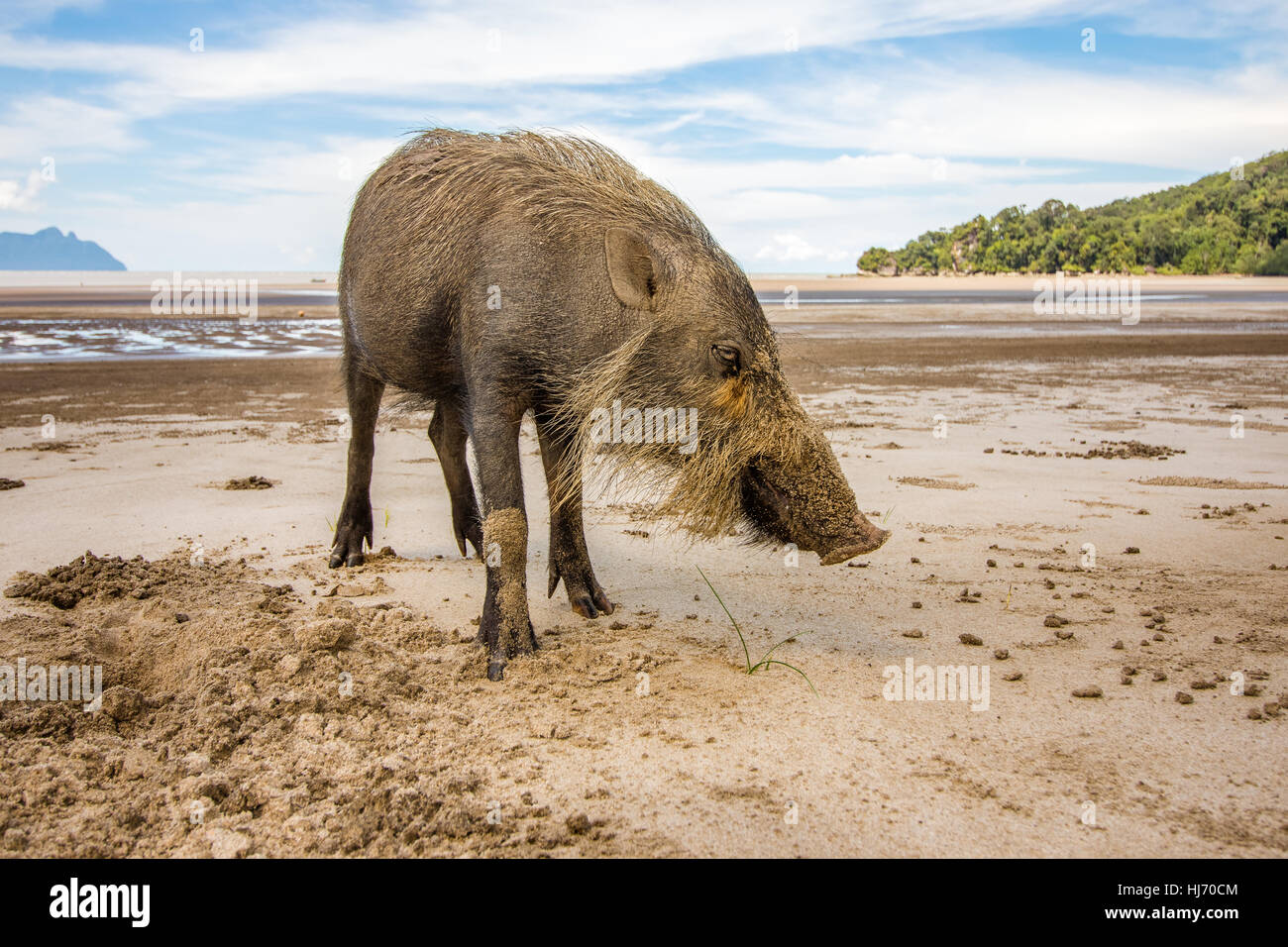 Bearded pig boar hi-res stock photography and images - Alamy