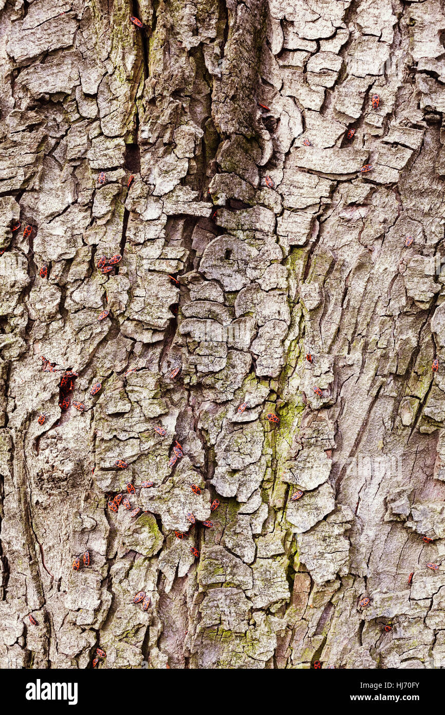 tree bark in nature, note shallow depth of field Stock Photo - Alamy