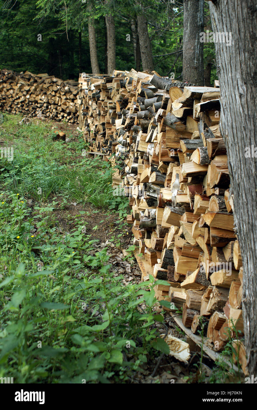 detail, tree, wood, outdoor, saw, cut, timber, stack, heating, stacked ...
