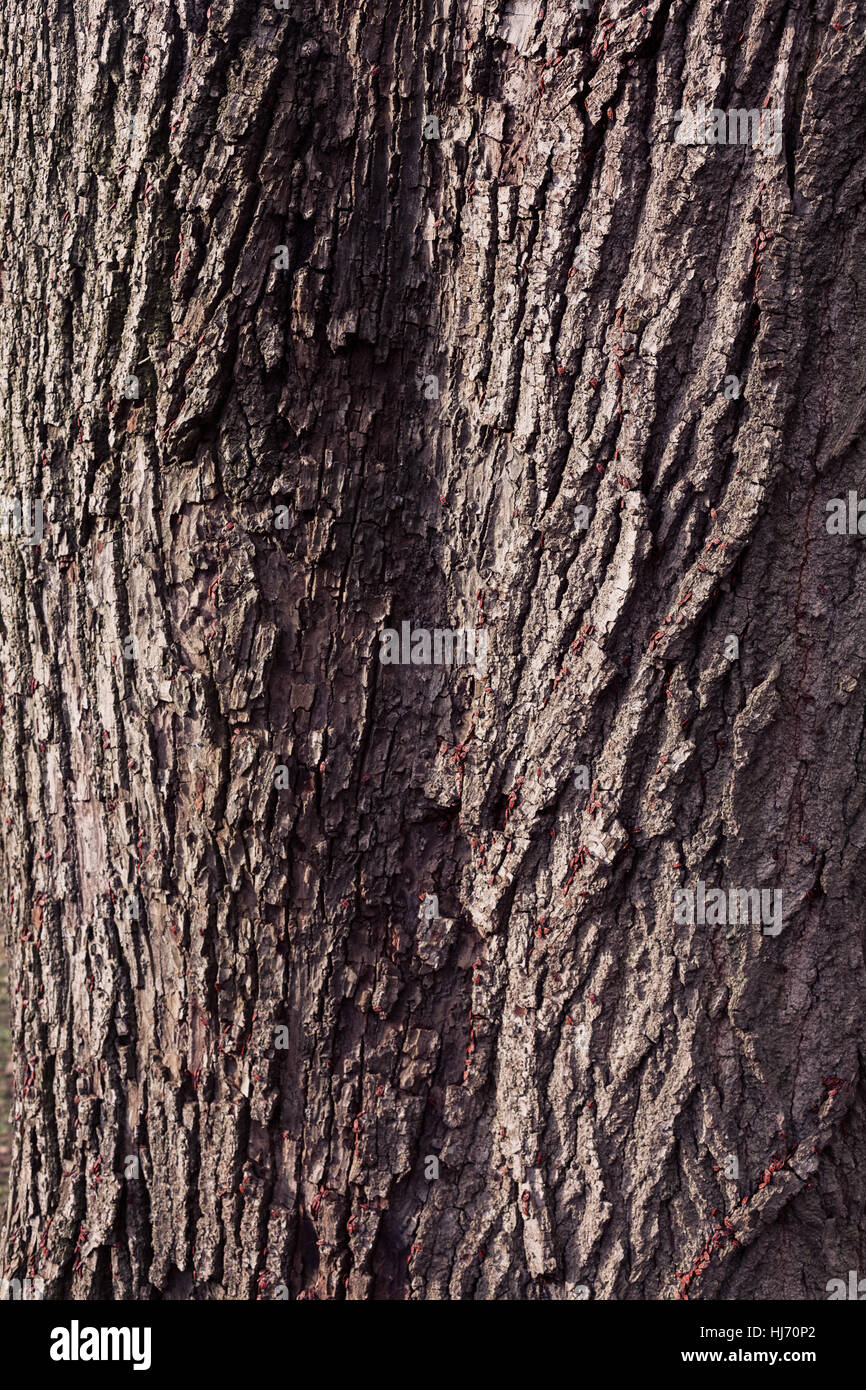 tree bark in nature, note shallow depth of field Stock Photo - Alamy