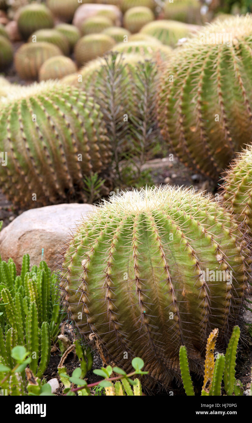 Pronounced spine hi-res stock photography and images - Alamy