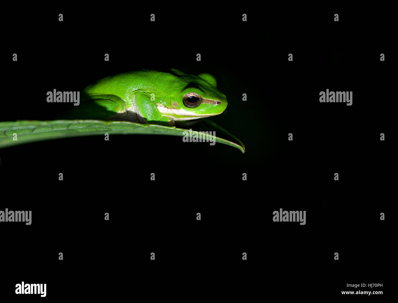 litoria fallax, dwarf green tree frog caught in the spotlight Stock ...