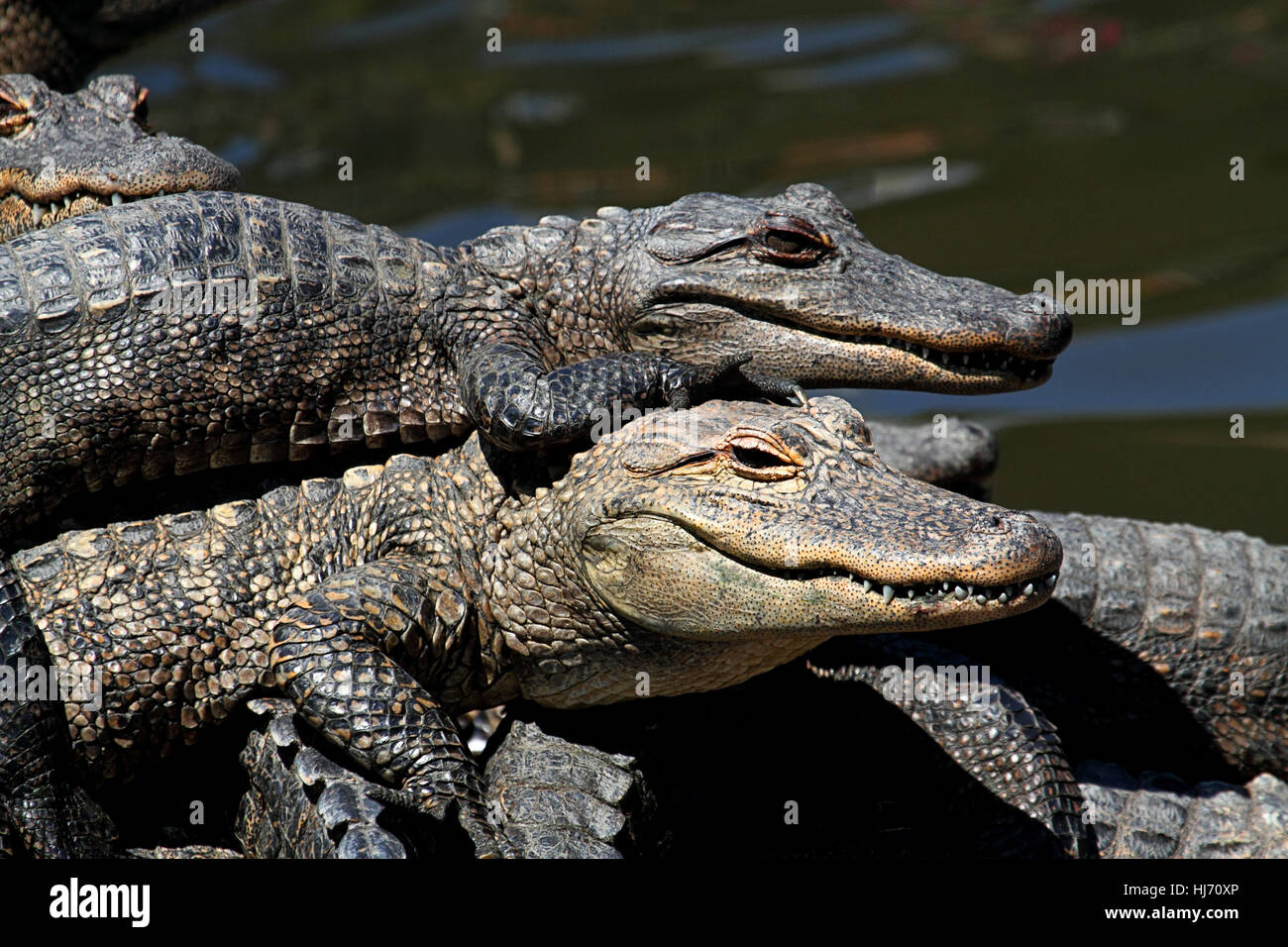 animal, wild, swamp, crocodile, amphibians, rare, wildlife, cub, baby ...