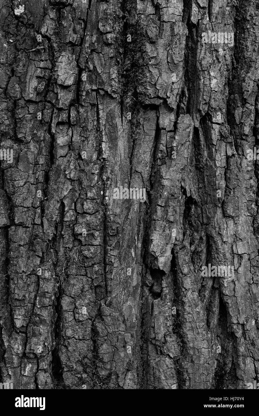 tree bark in nature, note shallow depth of field Stock Photo - Alamy