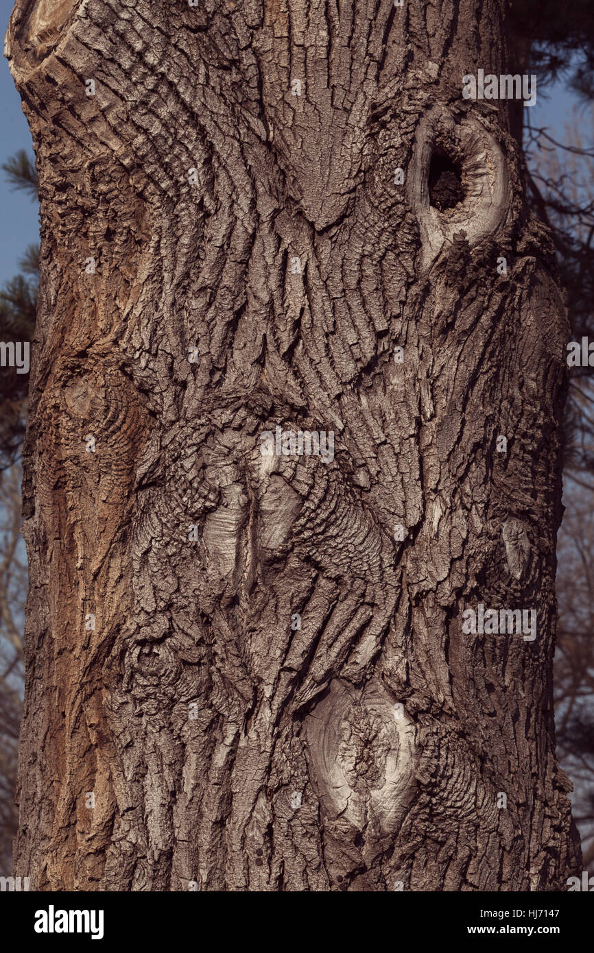 tree bark in nature, note shallow depth of field Stock Photo - Alamy
