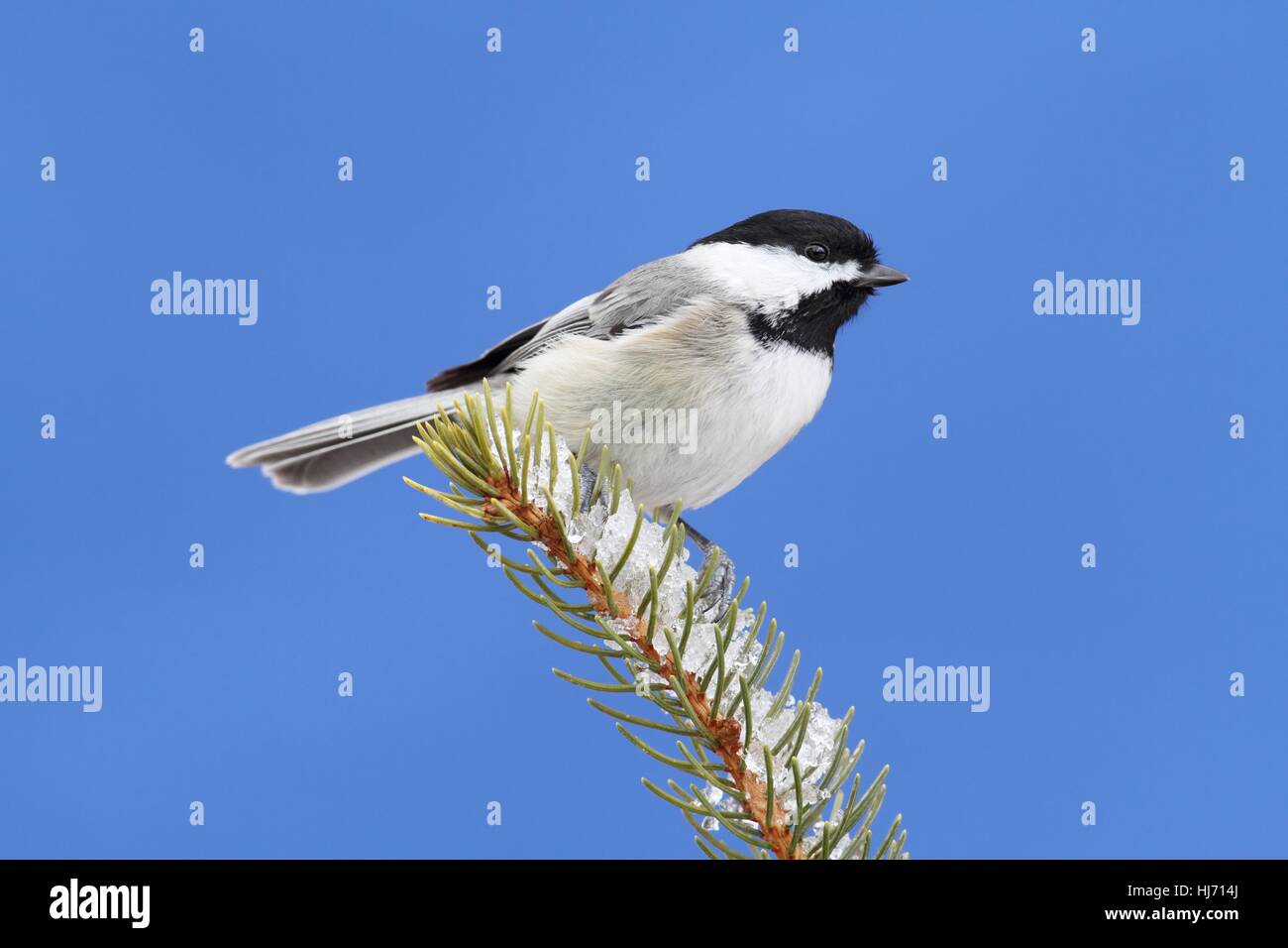 blue, animal, bird, fauna, wild, pine, snow, coke, cocaine, material ...