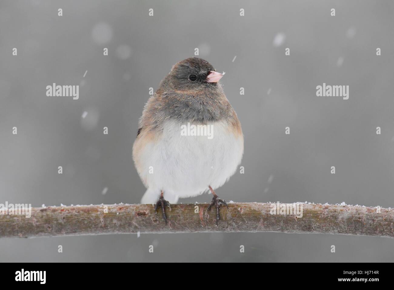 winter, animal, bird, fauna, wild, pine, snow, coke, cocaine, material ...