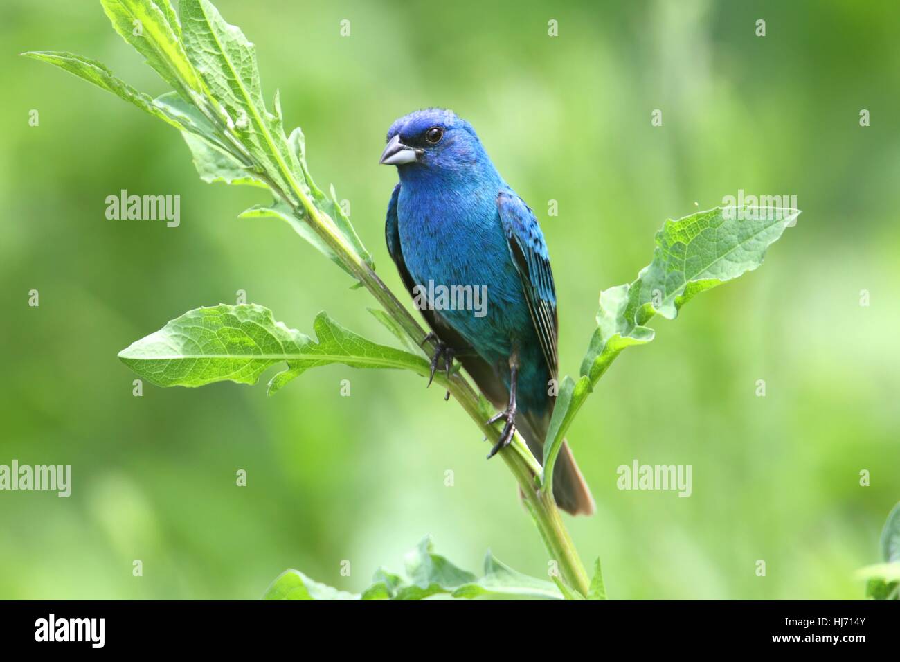 blue, animal, bird, wild, birds, feathers, wildlife, nature, indigo ...